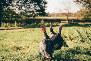 Farm Shop, Butchery and Café | Blair Drummond Smiddy